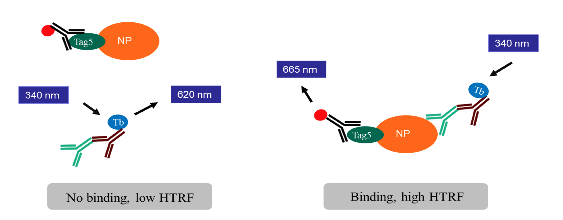 SARS-CoV-2 Nucleocapsid Protein Binding Kit (For mouse antibody ...